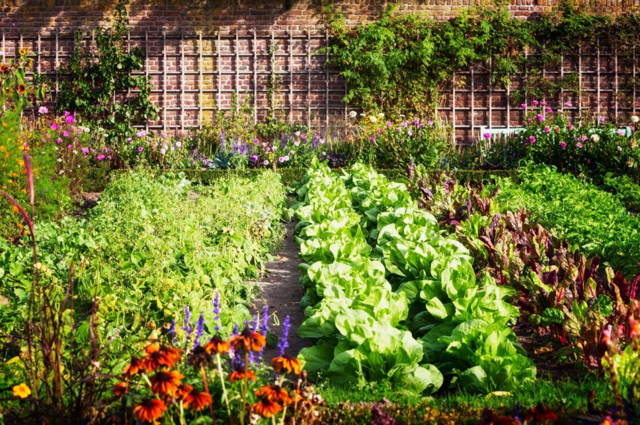 What Are The Benefits Of Urban Farming? - Let's Pasta
